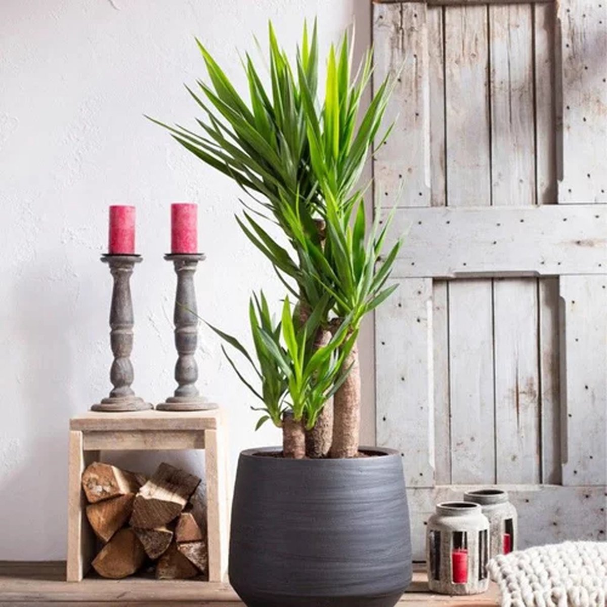 PerfectPlant - Planten pakket - Sfeerpakket "Klassiek" - 5 Planten ...