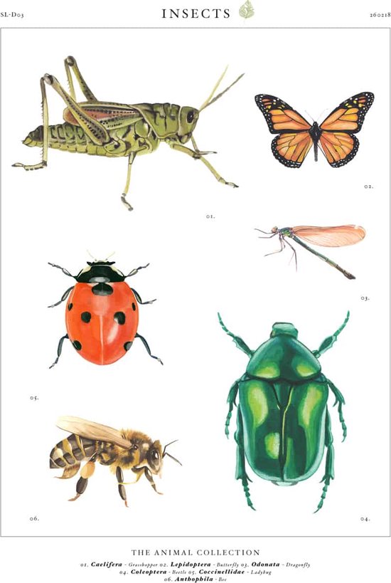 Rebellenclub x LISA poster - Insects | bol.com