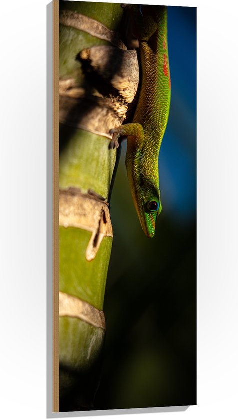 WallClassics - Hout - Hagedis op een Bamboe Boom - 40x120 cm - 12 mm ...