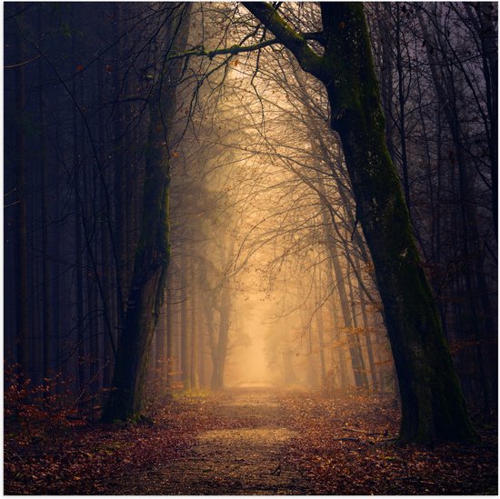 WallClassics - Poster Glossy - Lumière Mystérieuse dans la Forêt Sombre ...