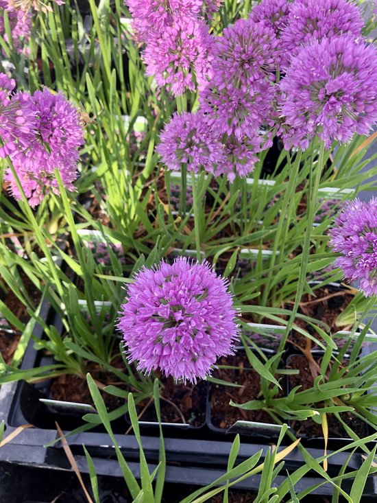6 x Allium 'Millenium' - Sierui - Pot 9 x 9cm | bol