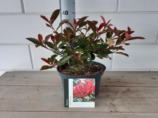 Photinia fraseri 'Carré Rouge' C3 30_40_CM | bol.com