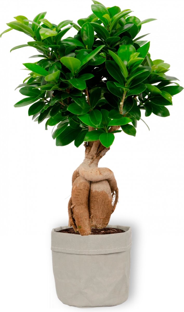 WLplants - Ficus Ginseng - Bonsai – Kamerplant – Bonsai boompje - ± ...