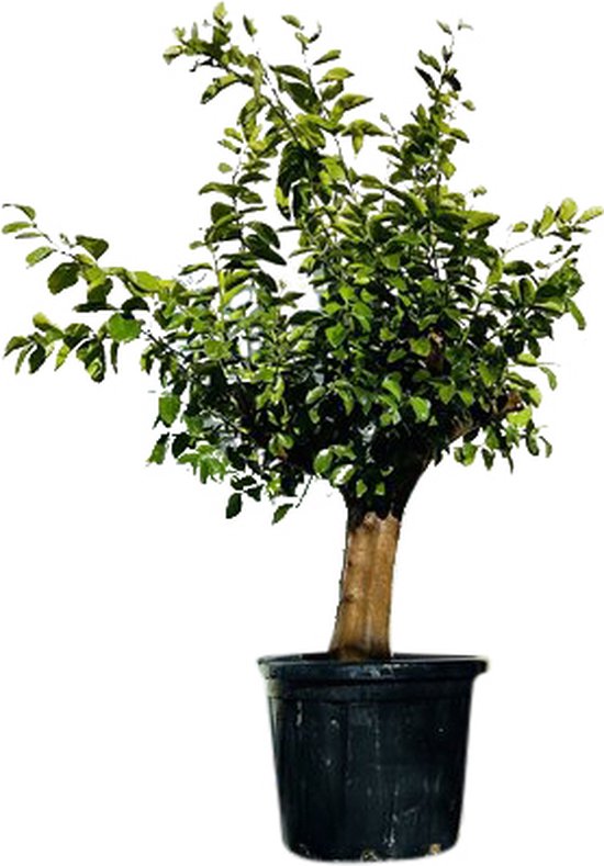 Tropictrees - Limoenboom Tropictrees - Limoenboom - Citrus Latifolia ...