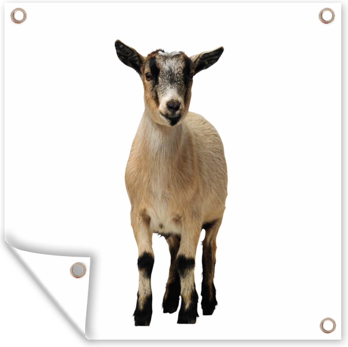 Tuindoek Kleine geit met witte achtergrond - 100x100 cm | bol.com