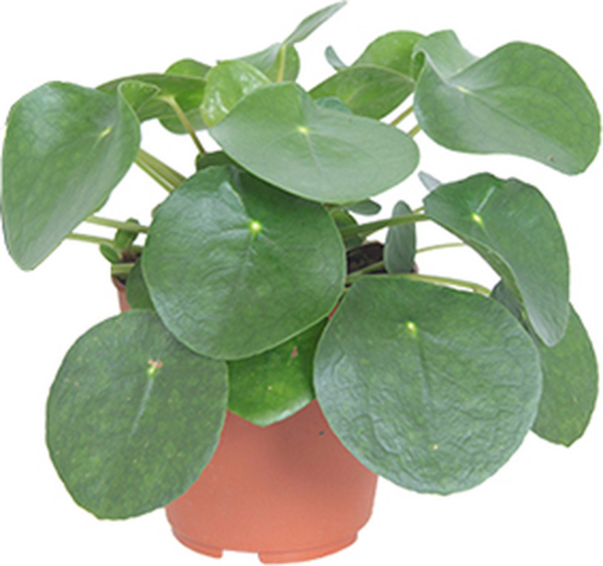 Pannenkoekplant (mini) - Pilea Peperomioides - P6 | bol.com