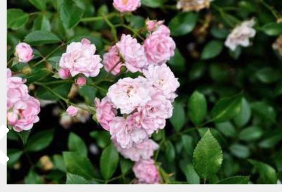 Rosa 'The Fairy' - POLYANTHA ROOS 'FAIRY', STRUIKROOS in pot | bol.com