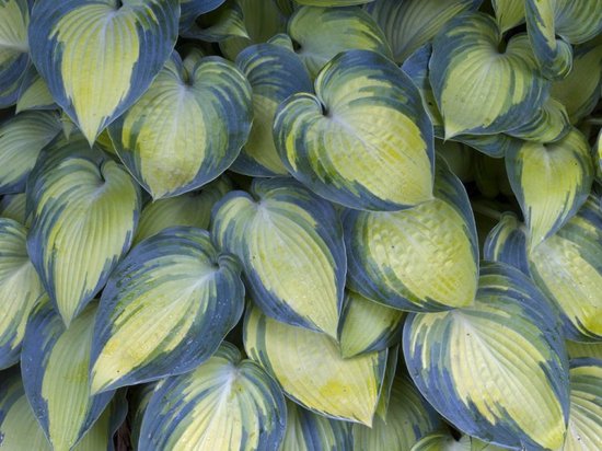 3 stuks | Hosta June P9 | Latijnse naam: Hosta June | bol.com