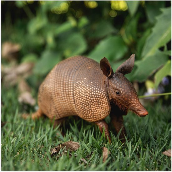 WallClassics - Poster Glanzend – Gordeldier in het Gras - 50x50 cm Foto ...