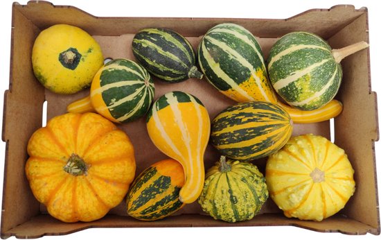 Fresh from Nature® - Pumpkin Giftbox - Pompoen decoratie - Halloween ...