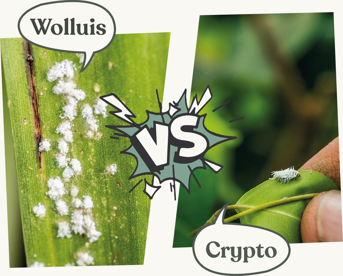 Biologische bestrijding van wolluizen met behulp van Crypto – Insect ...