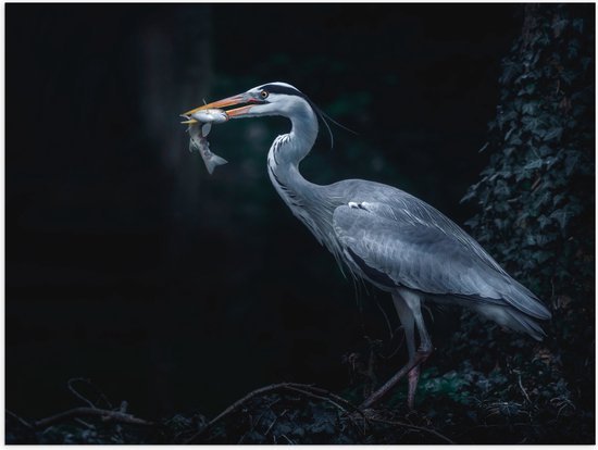 WallClassics - Poster (Mat) - Blauwe Reiger heeft een Vis Gevangen ...