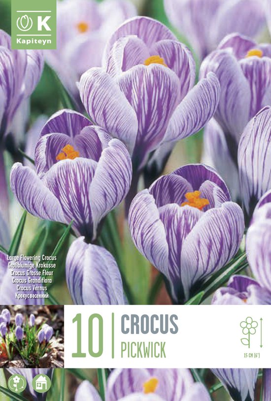 Zakje krokusbollen - Crocus vernus 'Pickwick' - lila krokussen - 10 bollen | bol