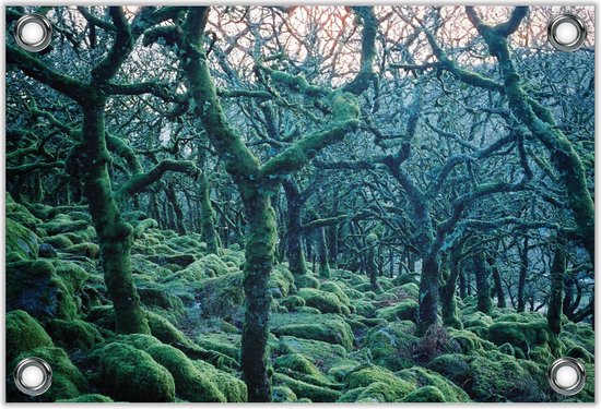 Tuinposter –Bomen met veel Begroeiing– 90x60 Foto op Tuinposter ...