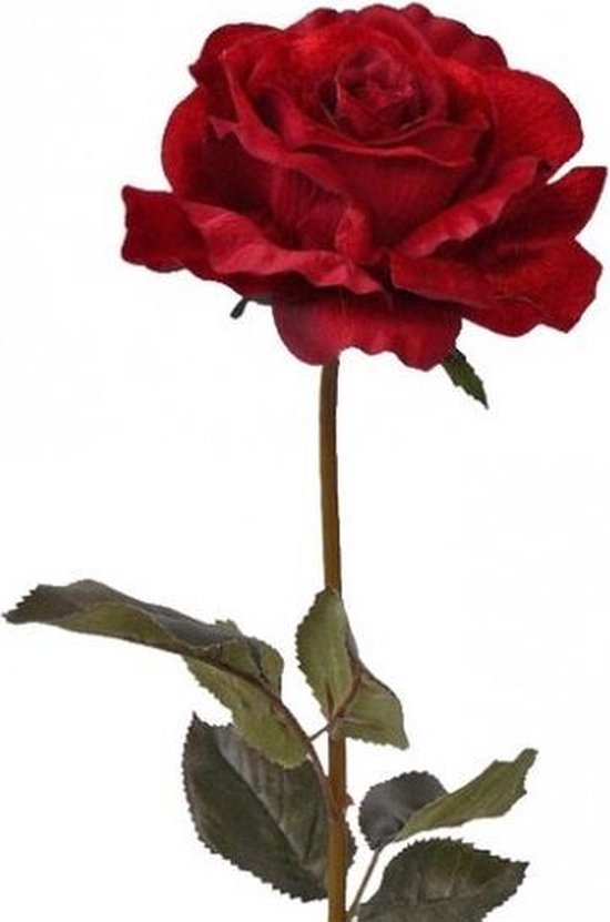 Ranonkel rood/roze 51 cm | bol.com