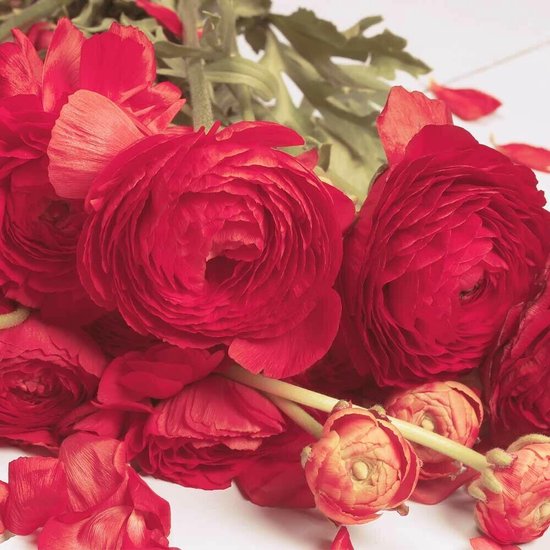 30 X RANONKEL ROOD | bol