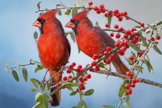 100% Nederlandse Productie! │ Flitzz Diamond Painting │ Rode Vogels op ...