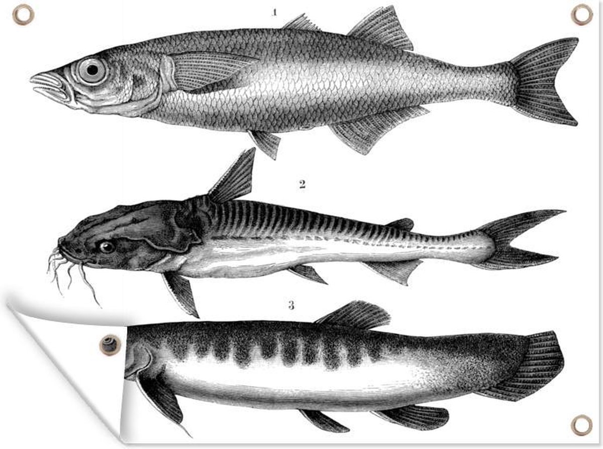 Tuinschilderij Een zwart-wit tekening van drie vissen - 80x60 cm - Tuinposter - Tuindoek | bol.com