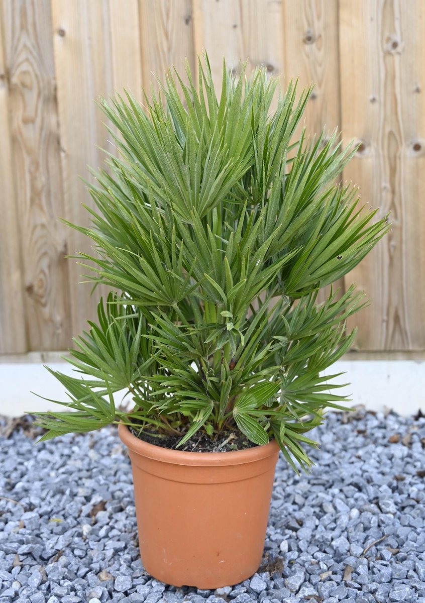 Chamaerops Compacto - Hoogte 100 cm | bol.com