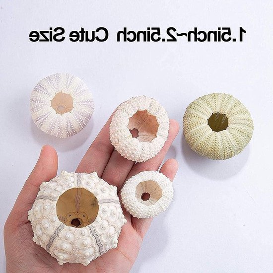 Set van 5 Decoratieve Schelp Plant Holders voor Luchtplanten en ...