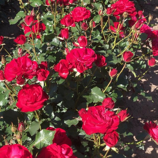 Rosa 'Wettra' - Prachtige rozen voor in uw tuin | bol