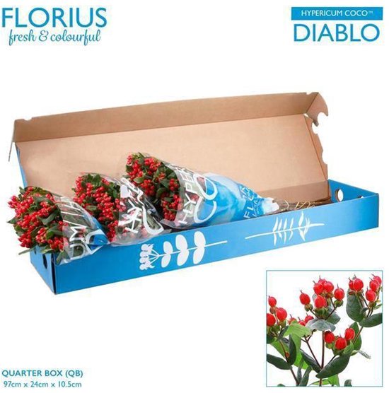 10x Hyper.coco diablo 60cm | bol