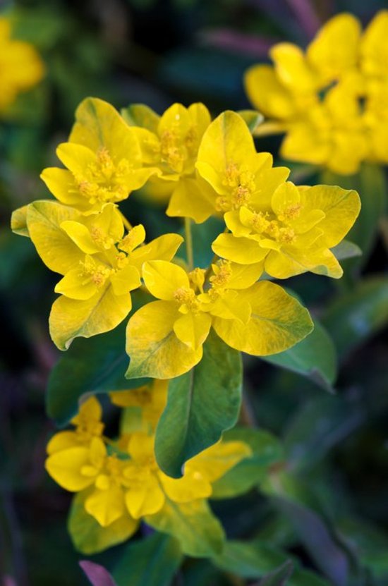 Plants Online - Tuinplanten - Vaste planten - Set van 5 - Euphorbia ...