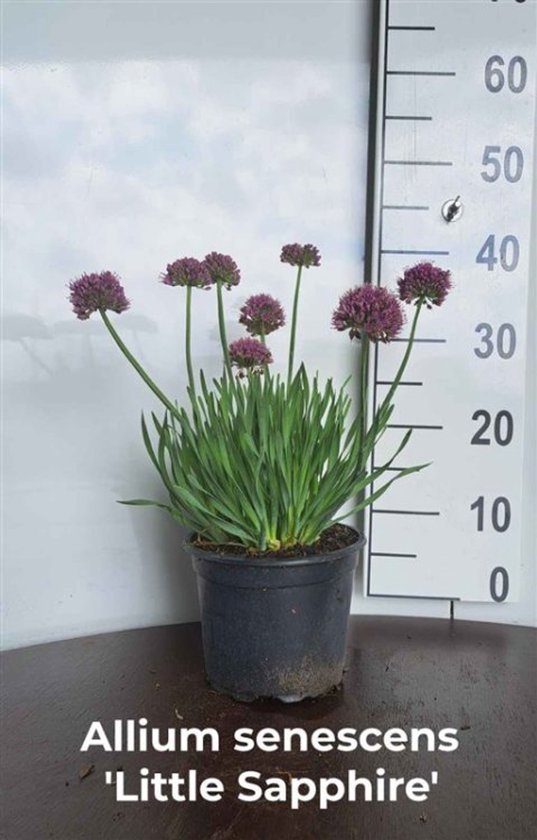 Plants Online - Tuinplanten - Vaste planten - Set van 1 - Allium ...
