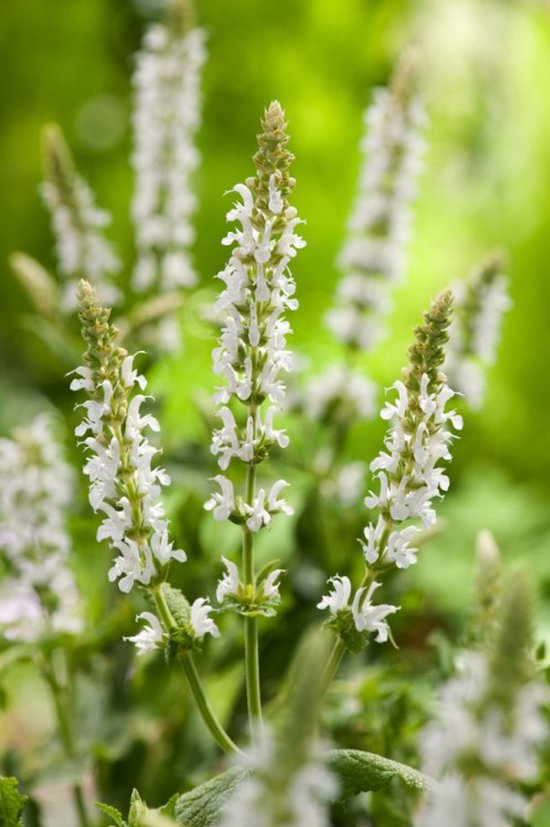 Plants Online - Tuinplanten - Vaste planten - Set van 5 - Salvia ...