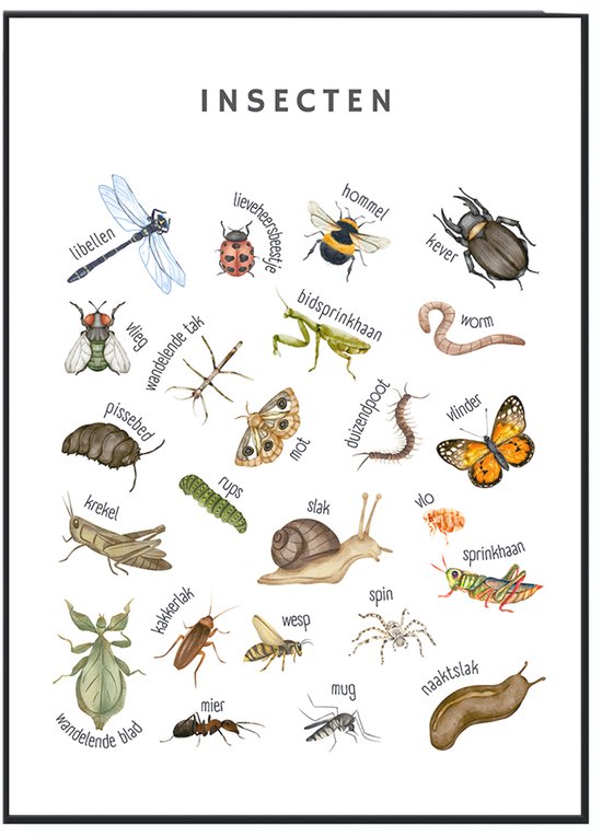 No Filter Educatieve poster - insecten poster - 30x40 cm - A3 formaat ...