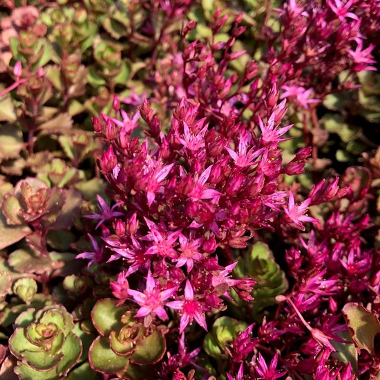 6x Sedum spurium 'Voodoo' Pot 9x9cm - Rode Kaukasische Muurpeper Pot ...