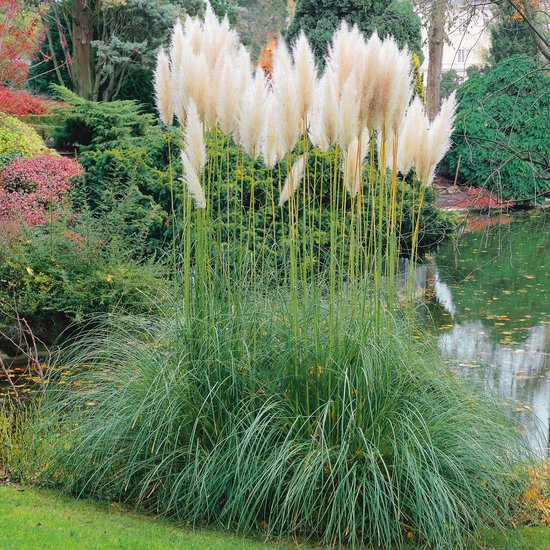 6x Cortaderia selloana 'White Plume' Pot 9x9cm - Prachtige witte ...