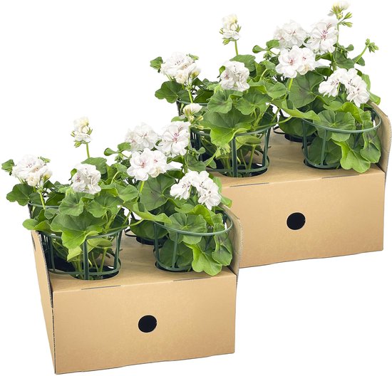 8 stuks HangGeranium of ook wel ZuilGeranium genoemd, Tros Bloemen ...
