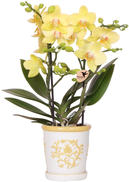 Gele Vlinder Orchidee Albenga in Malaga Sierpot Geel, Bloeiende ...