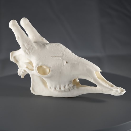 Giraffe Schedel 1:2 Schaalmodel - Dieren Schedel Decoratie Wolven Halloween Replica -... | bol