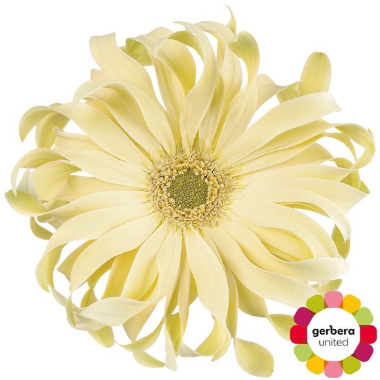 15x Gerbera pasta carbonara 70cm | bol