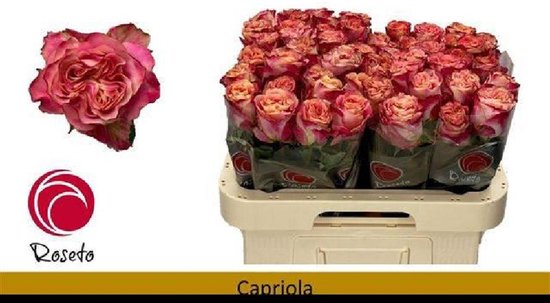 10x Rosa capriola 60cm | bol