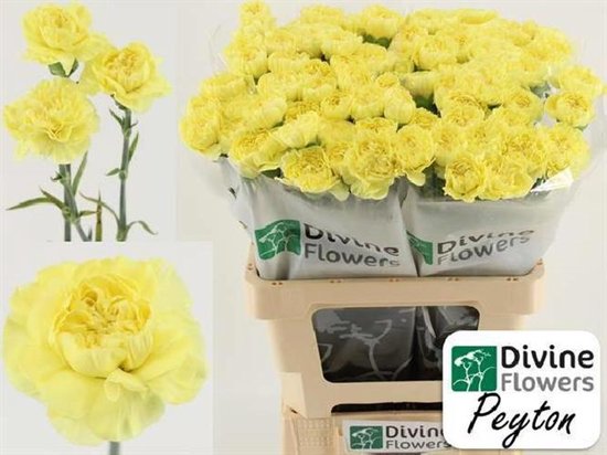 20x Dian.payton+ 60cm | bol