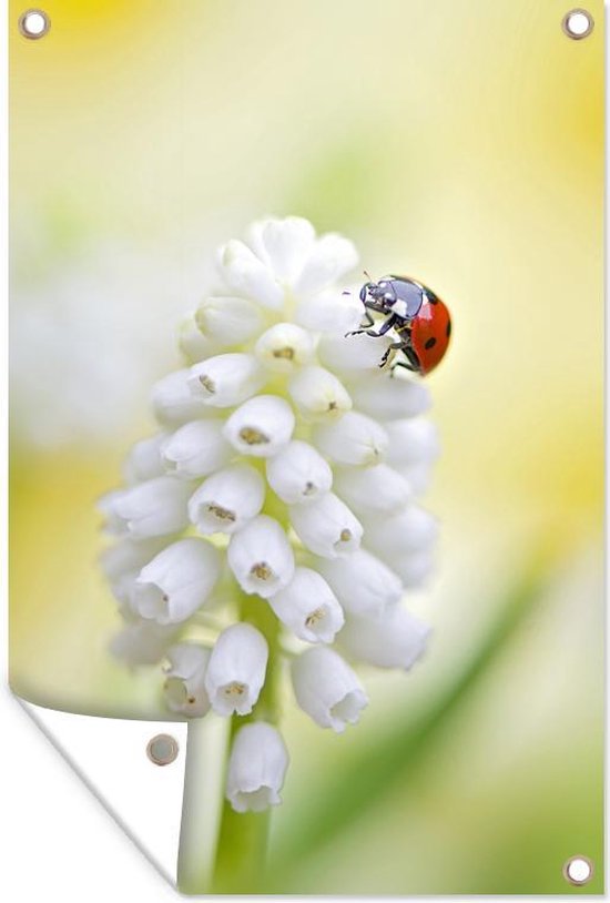 Macro shot coccinelle sur affiche de jardin jacinthe blanche toile en ...