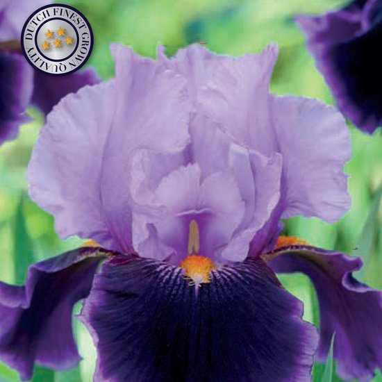 Iris Germanica | Magic Man | bol.com