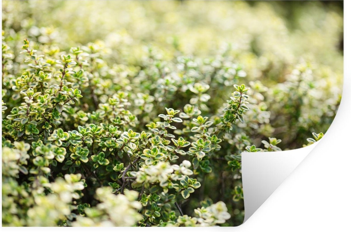Verse tijm kruid planten groeien in een kruidentuin | bol.com