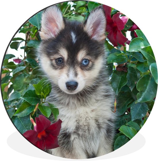 Pomsky entre les fleurs Cercle mural aluminium ⌀ 60 cm - Tirage photo ...