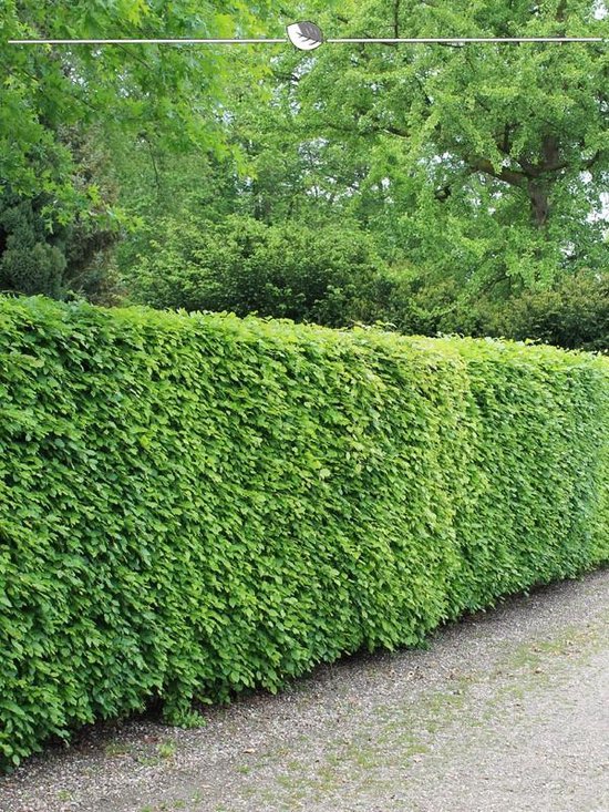 Groene Beuk Fagus sylvatica 125-150 cm Blote wortel, 400x Haagplant | bol