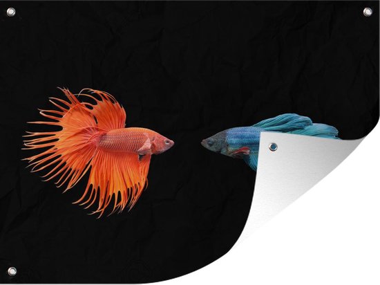 Deux poissons siamois combattant sur fond noir affiche de jardin toile ...