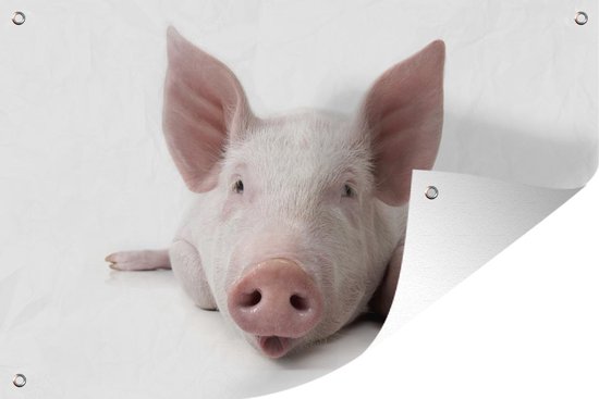 Muurdecoratie Varken liggend op witte achtergrond - 180x120 cm ...