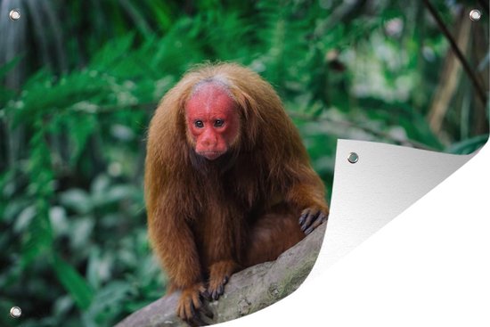 Singe oeakari rouge chauve dans l'affiche de jardin d'arbre en vrac ...