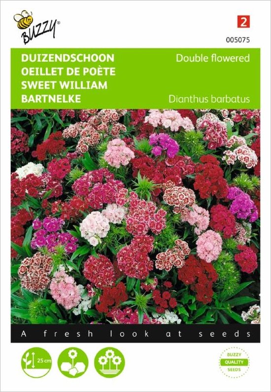 Duizendschoon Dubbelbloemig (Dianthus barbatus) | bol