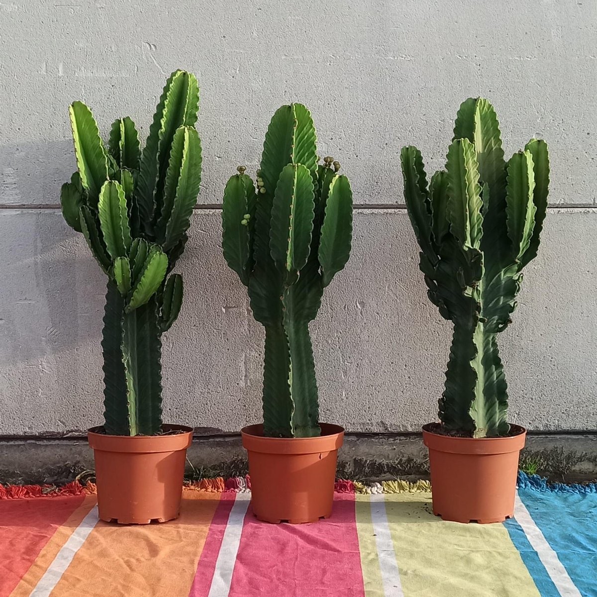 Euphorbia Ingens - XXL cowboy cactus - 110cm hoog in kweekpot | bol.com