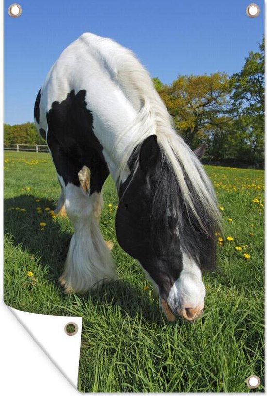 Cheval Tinker irlandais -Equus przewalskii f caballus- affiche de ...