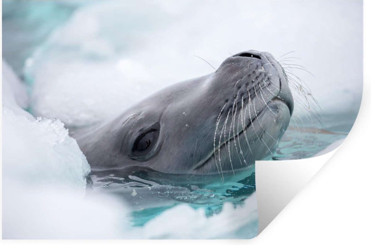 Muurstickers - Zeeluipaard in het water op Antarctica - 30x20 cm ...